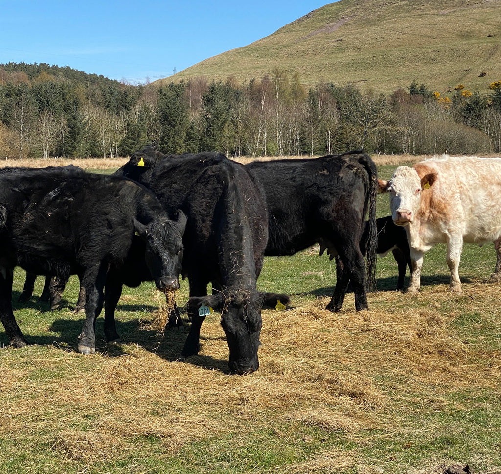 Finest Quality Local Meat – Turnbull's Northumbrian Food
